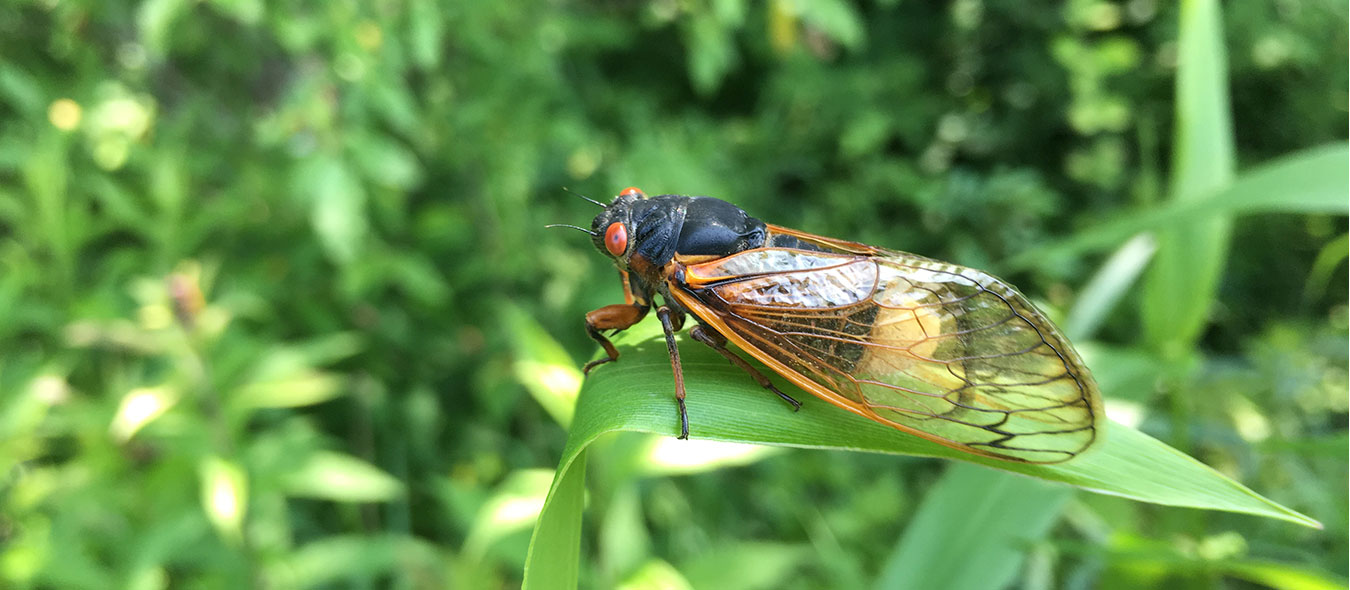 ‘Flying salt shakers of death’: The lives of fungal-infected zombie ...