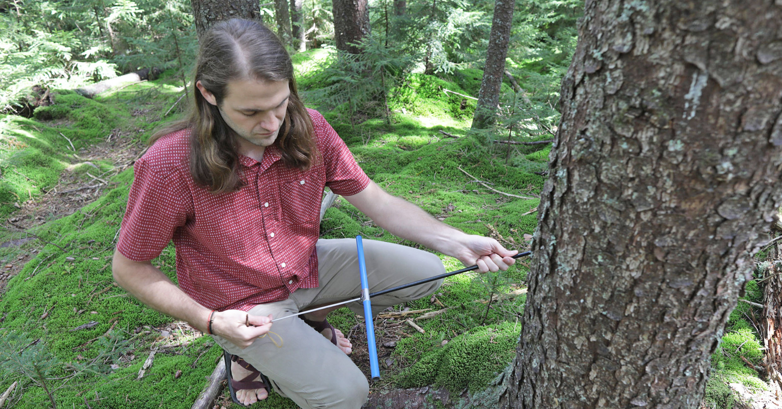WVU biologists uncover forests’ unexpected role in climate change ...
